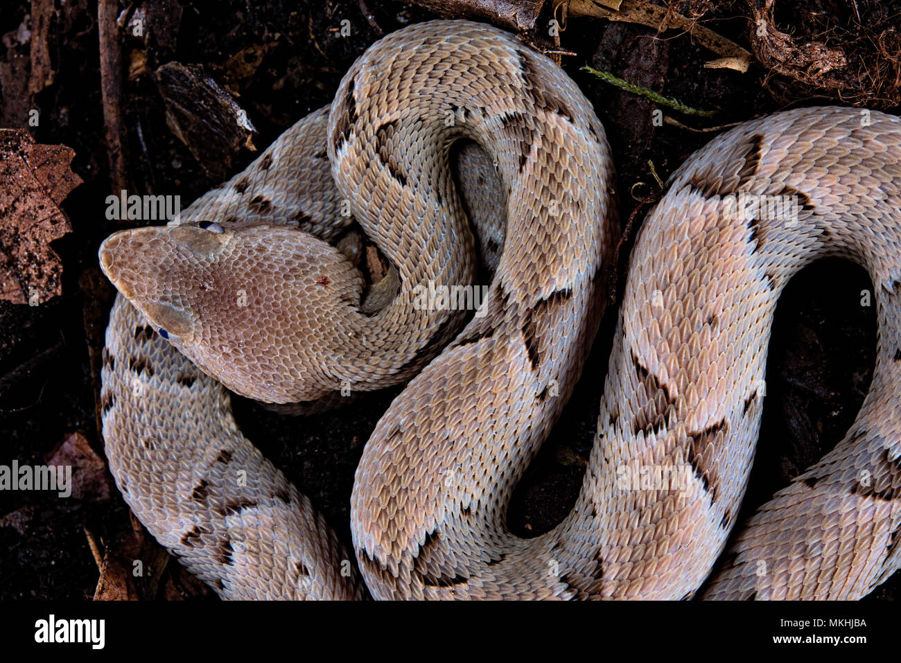 Young lancehead (Bothrops moojeni) juvenile Stock Photo - Alamy