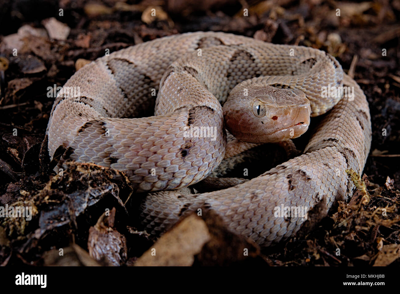 Bothrops hi-res stock photography and images - Alamy