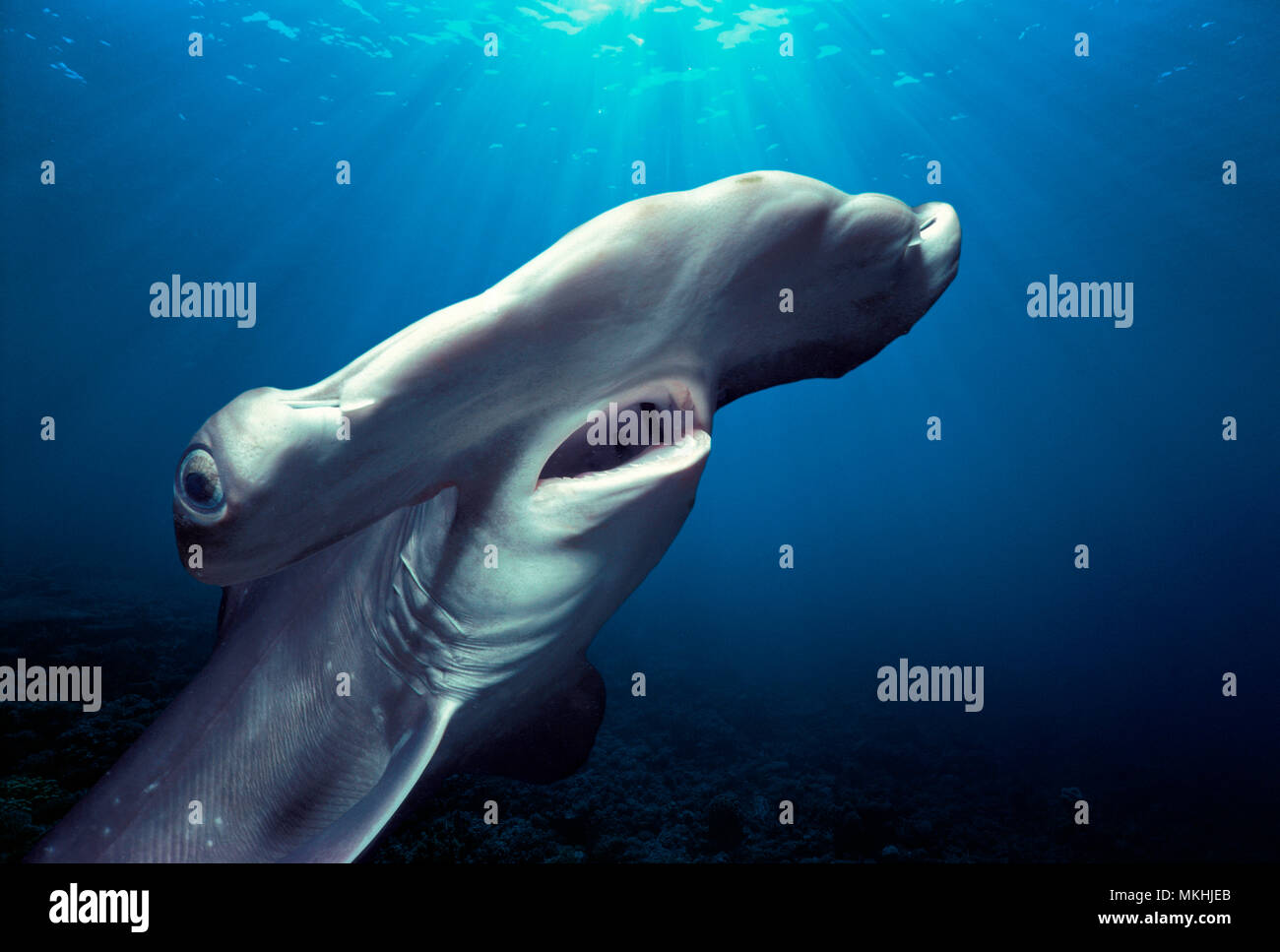 Sphyrna zygaena hi-res stock photography and images - Alamy