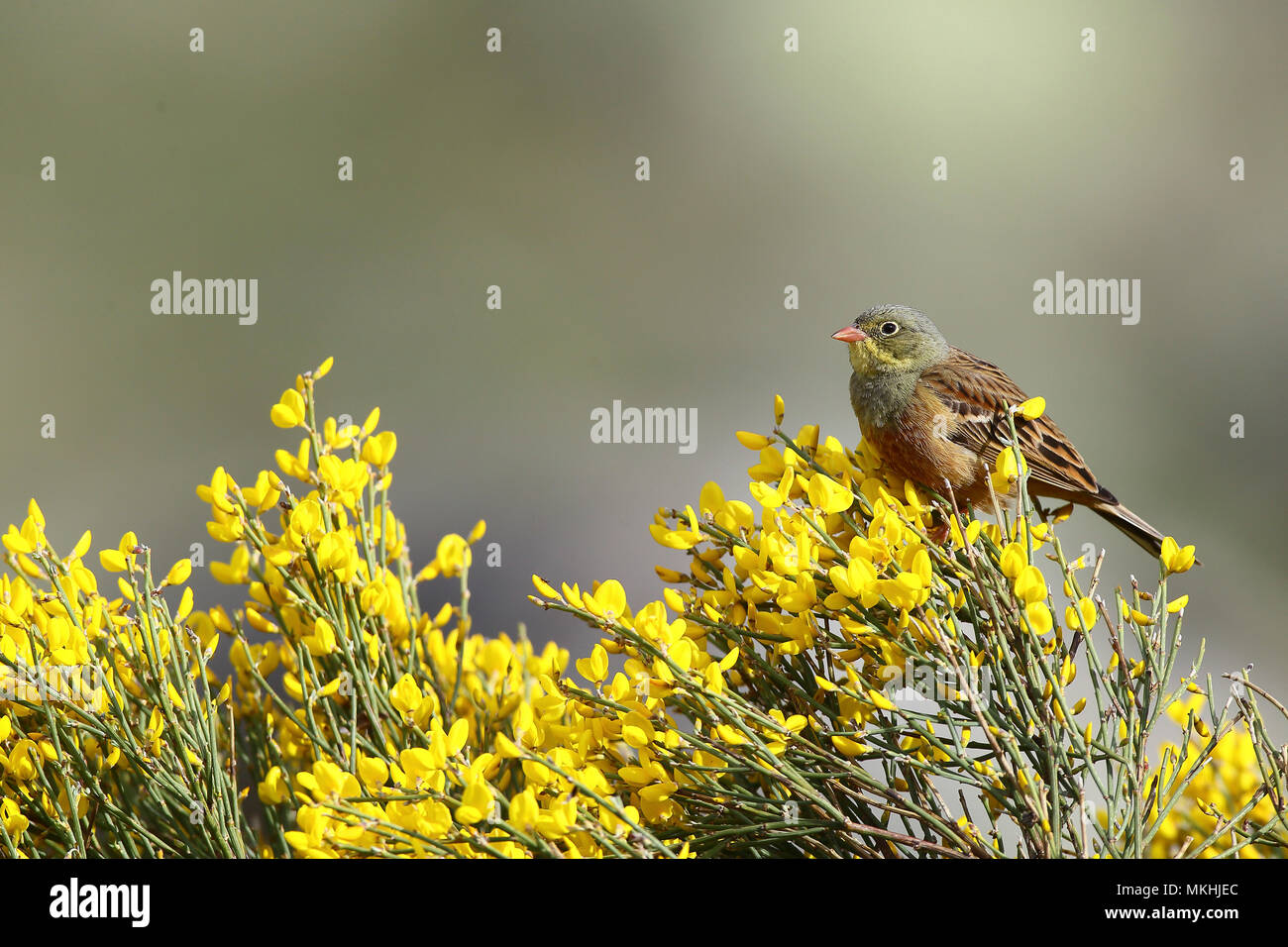 Ortolan Buntings High Resolution Stock Photography and Images - Alamy