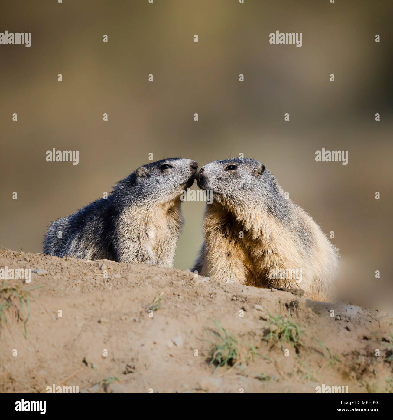 Alpine Marmots (Marmota marmota) face to face , Alps, France Stock ...