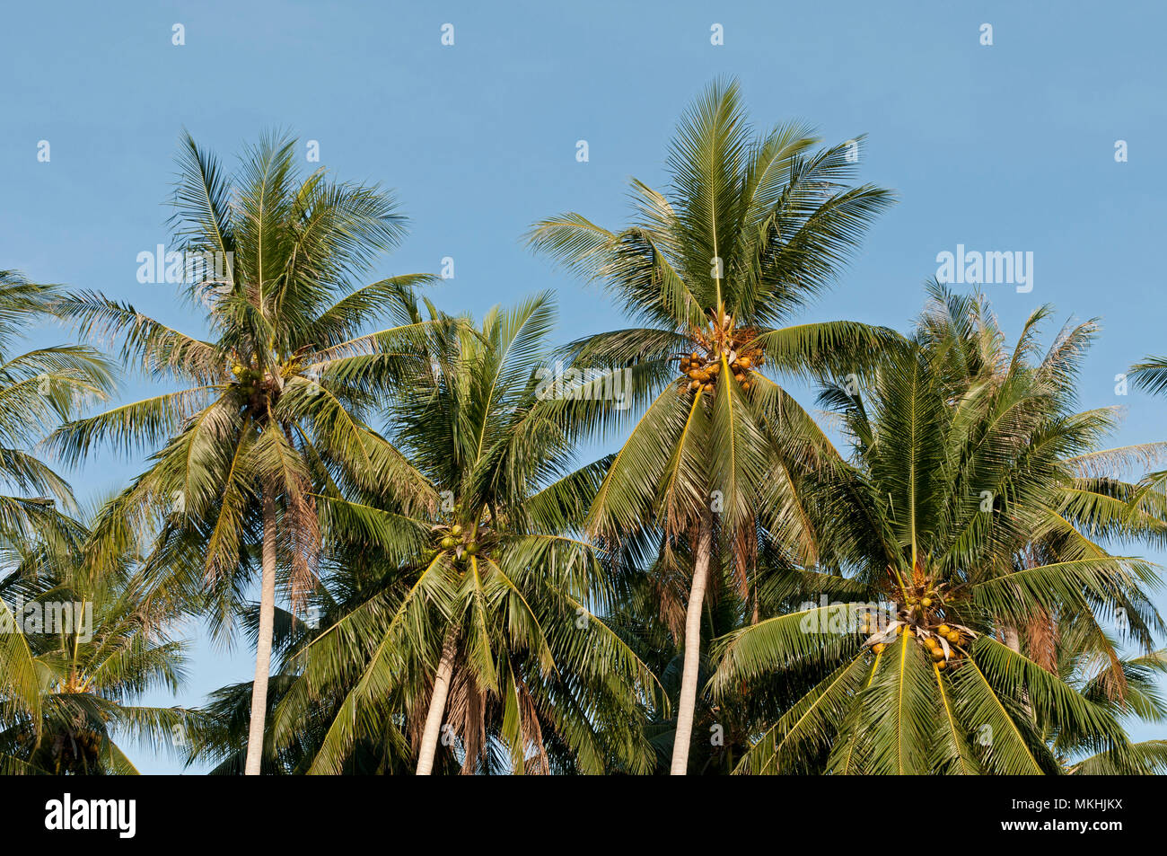 Coconut palm trees cocos nucifera hi-res stock photography and images ...
