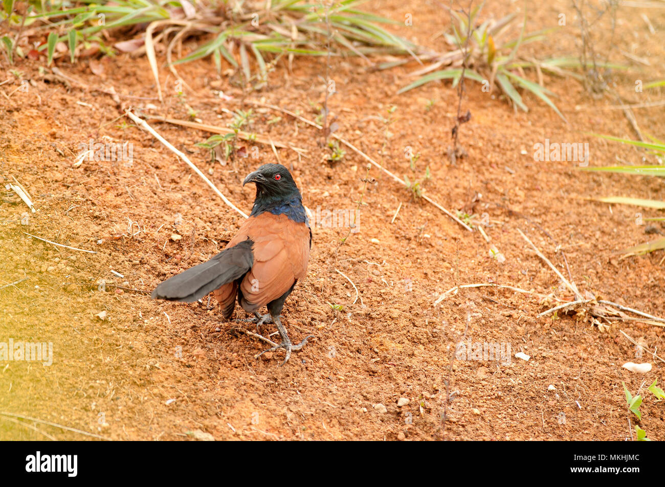 Greater Coucal (centropus sinensis) on ground Thailand Stock Photo - Alamy