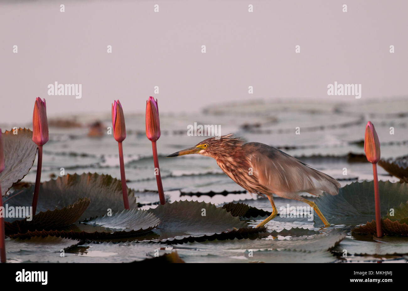 Ardeola sp hi-res stock photography and images - Alamy