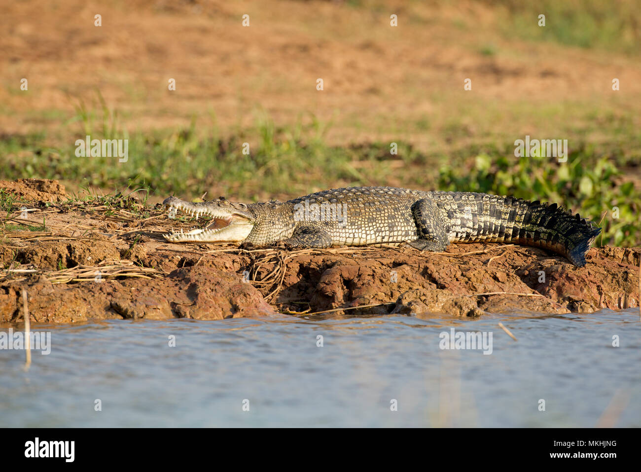 Siamese Crocodile (Crocodylus siamensis) on bank, Thailand Stock Photo ...