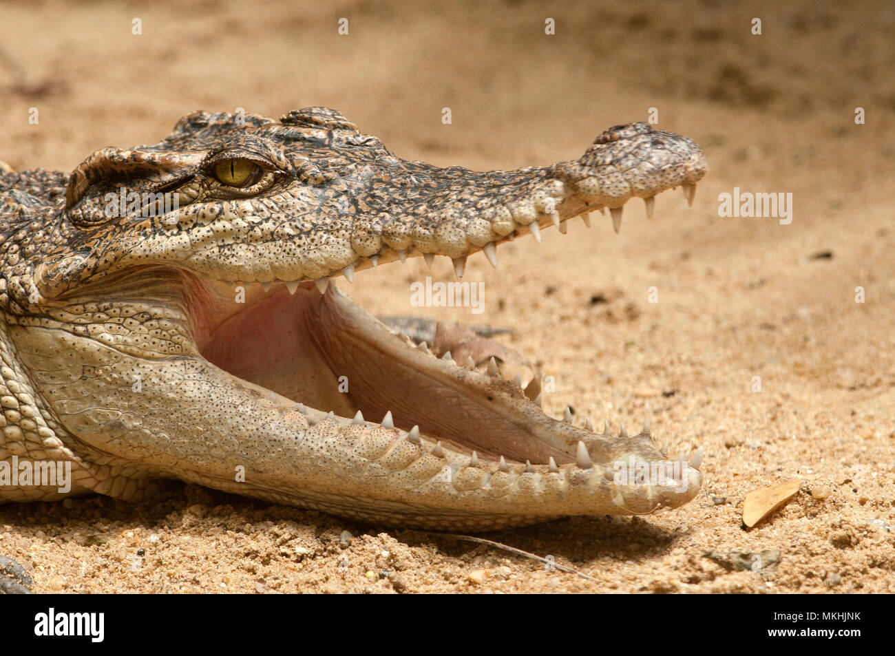 Siamese Crocodile (Crocodylus siamensis) - open mouth - Thailand Stock ...