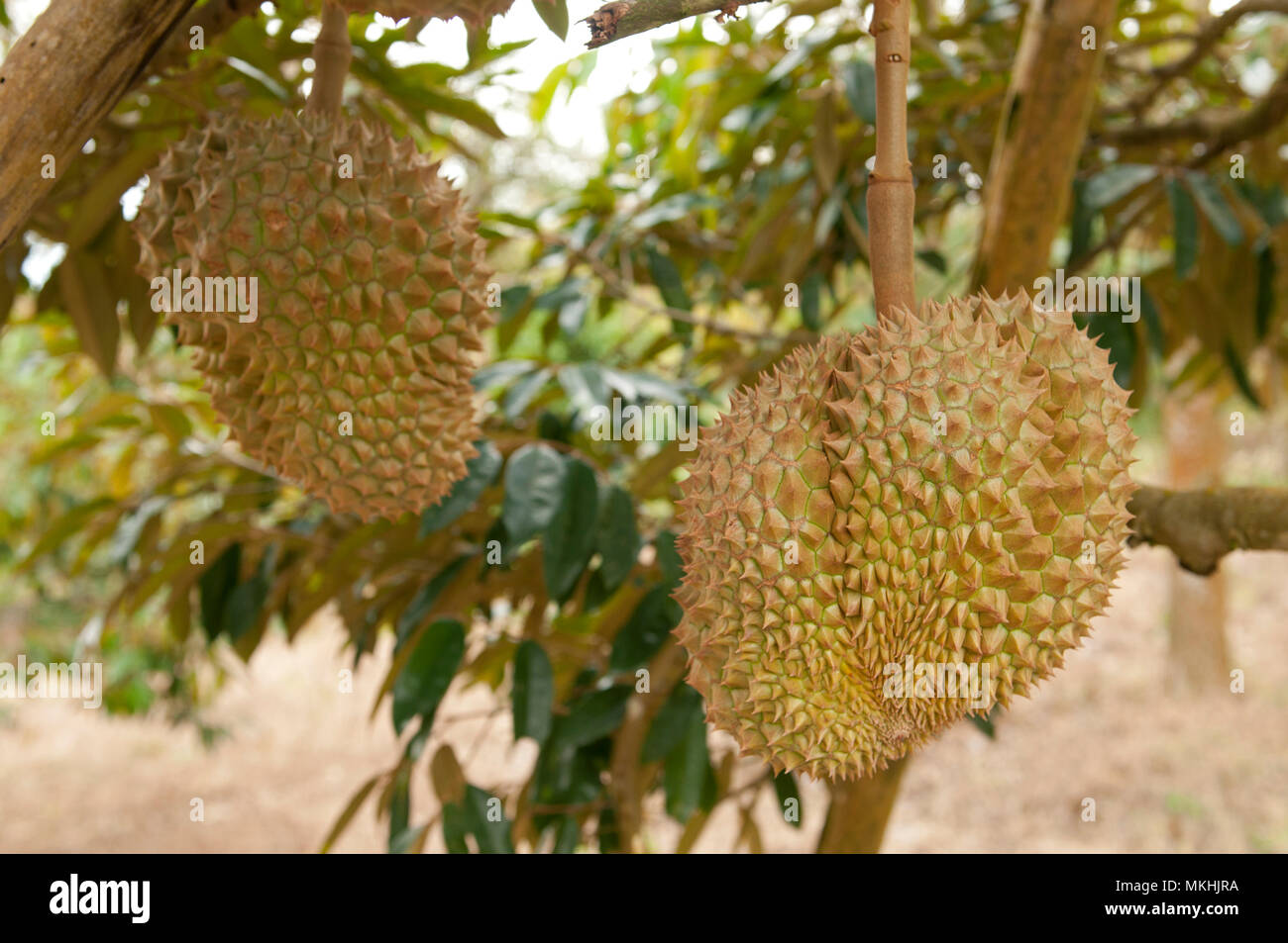Durian (Durio zibethinus) fruits on branch, Thailand Stock Photo - Alamy