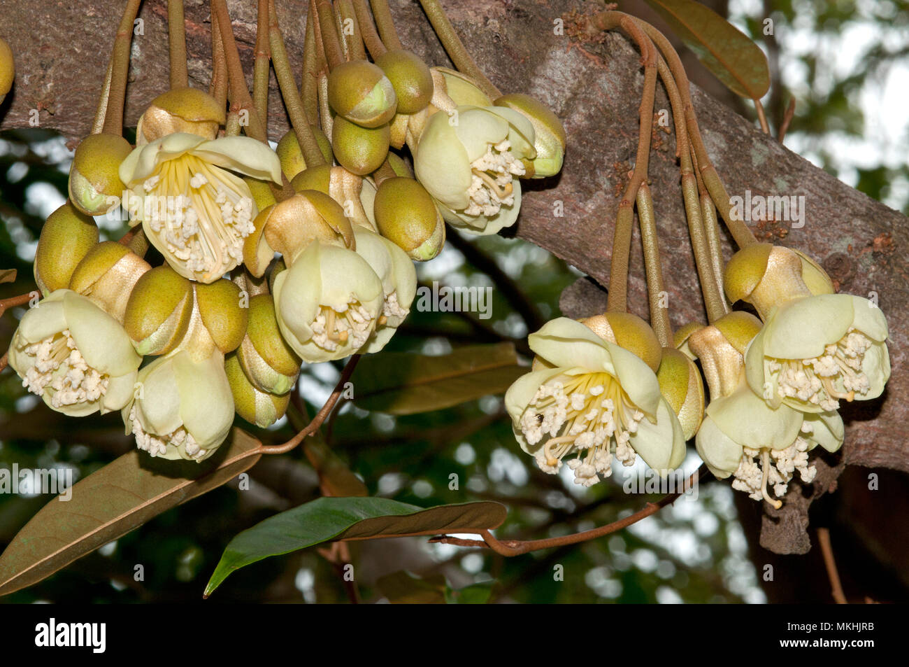 Durian Flower