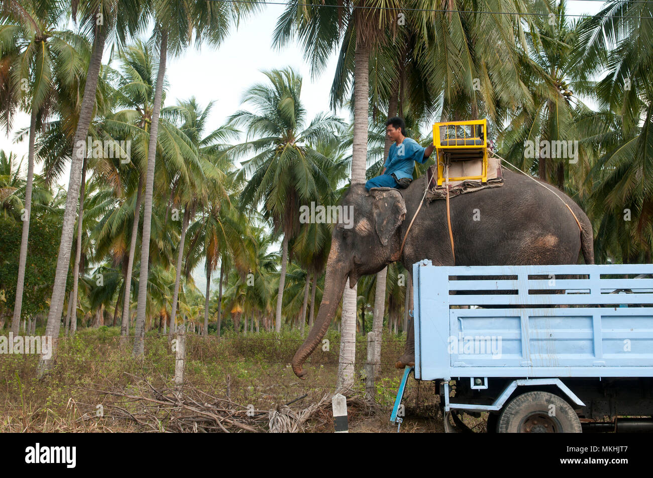Transport of Asian elephant (Elephas maximus) by truck, Unlaoding, Ko ...