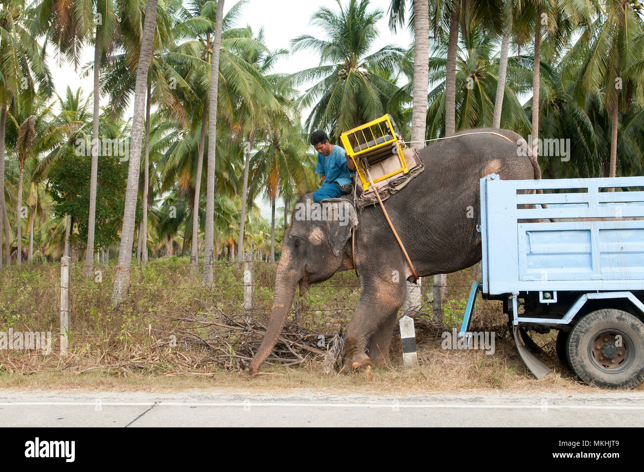 Transport of Asian elephant (Elephas maximus) by truck, Unlaoding, Ko ...