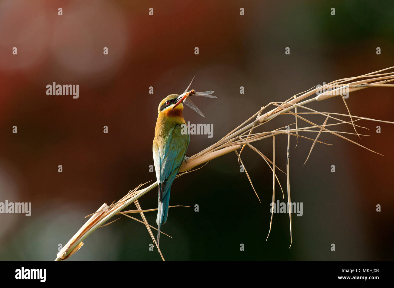 Blue-Tailed Bee-Eater (Merops philippinus) with prey on a reed ...