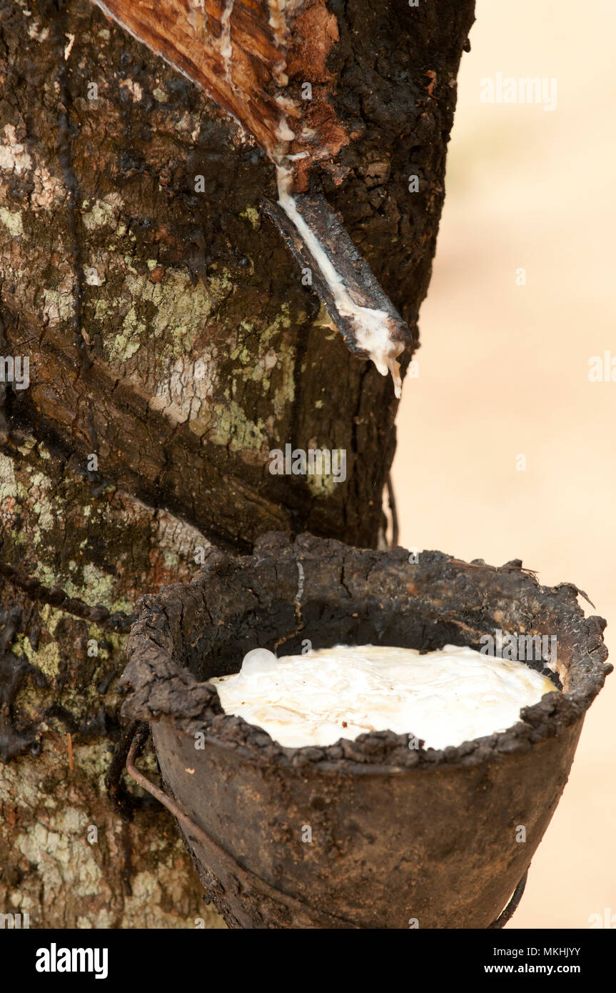 Harvest rubber (Hevea brasiliensis), Thailand Stock Photo - Alamy