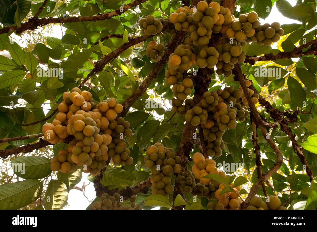 Langsat tree hi-res stock photography and images - Alamy