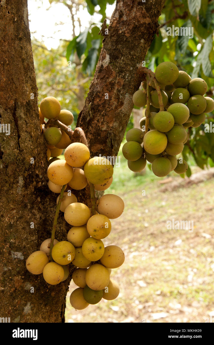 Lanzone lansium domesticum hi-res stock photography and images - Alamy