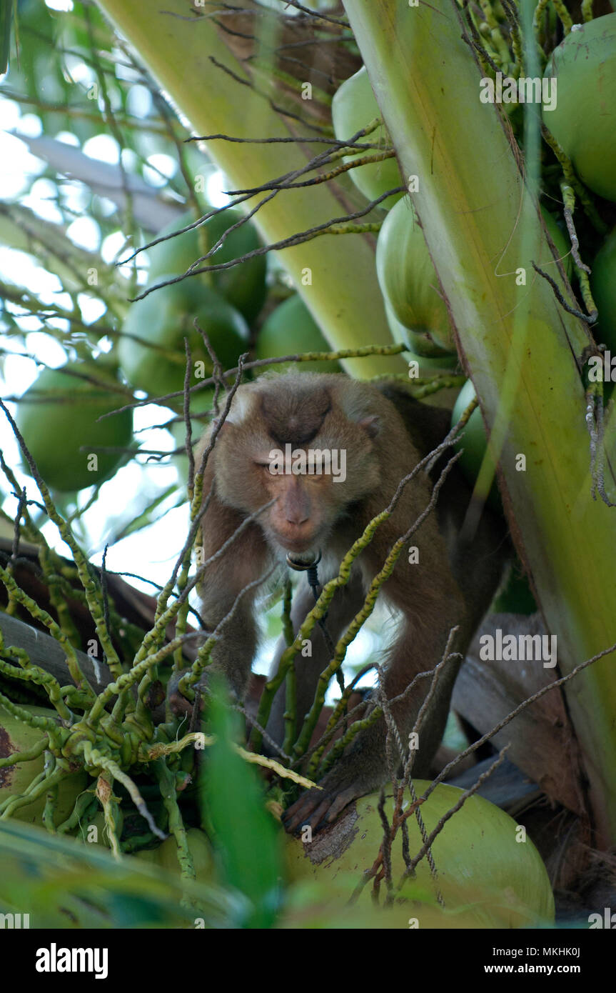 Harvest of coconuts with Northern pig-tailed Macaque (Macaca leolina ...