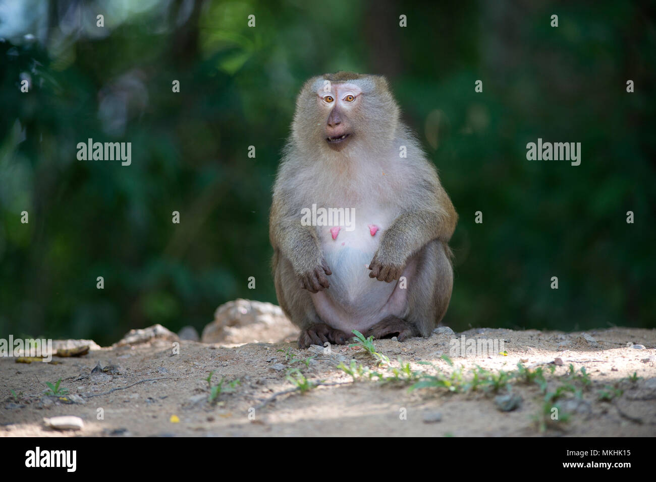 Pigtail macaque monkey hi-res stock photography and images - Alamy