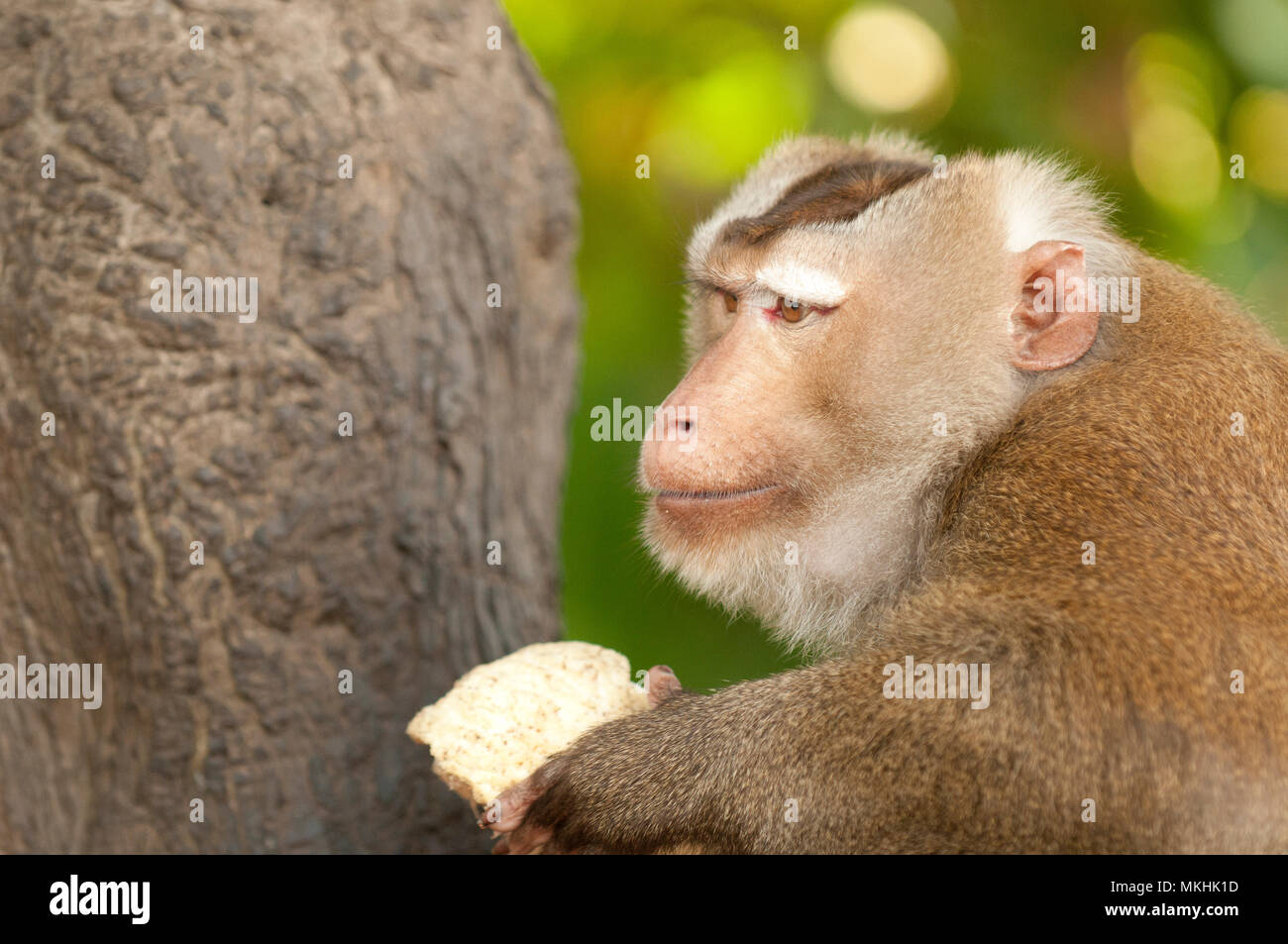 Northern pig-tailed Macaque (Macaca leolina) eating coconut, Thailand ...