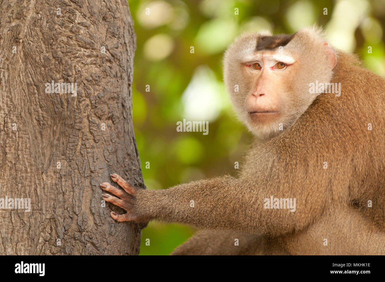 Northern pig-tailed Macaque (Macaca leolina) portrait, Thailand Stock ...
