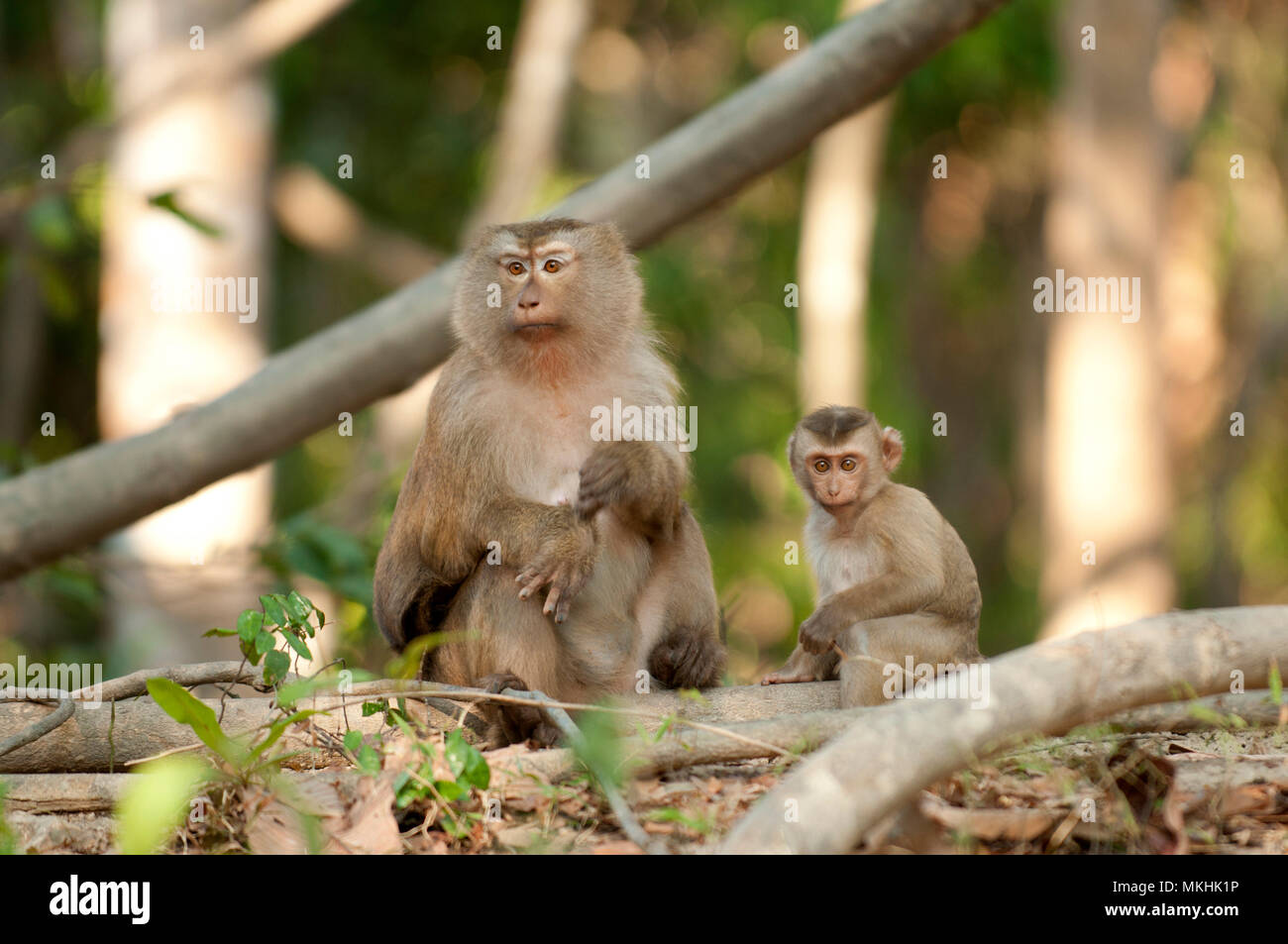 Northern pig-tailed Macaque (Macaca leolina) and young on ground ...