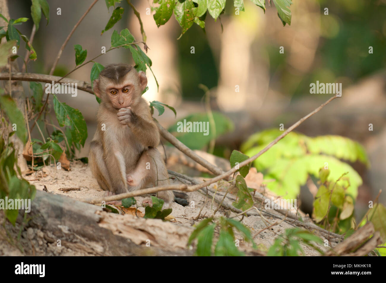 Northern pig-tailed Macaque (Macaca leolina) young eating on ground ...