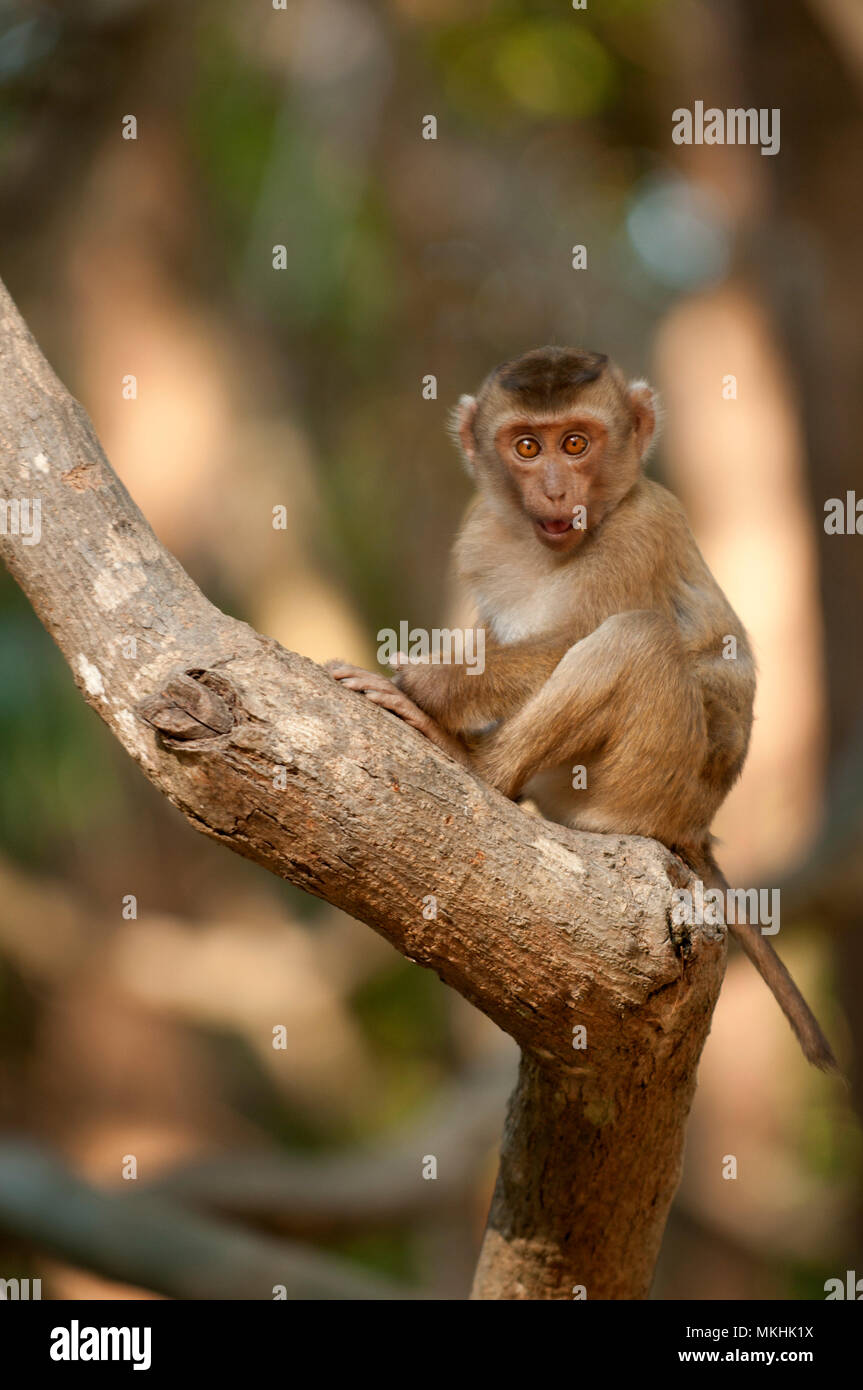 Pigtail macaque monkey hi-res stock photography and images - Alamy