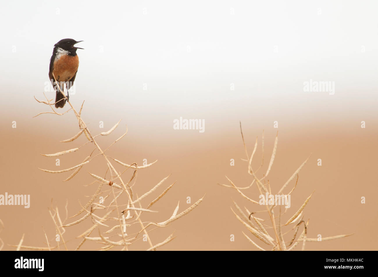 European stonechat (Saxicola rubicola), France Stock Photo - Alamy