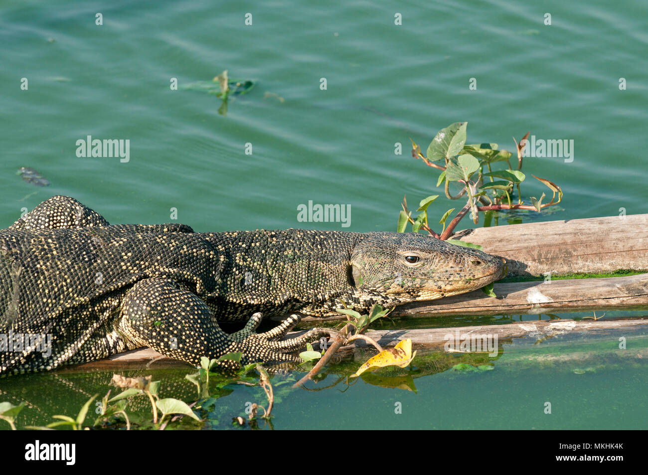 Water monitor (Varanus salvator), Thailand Stock Photo - Alamy