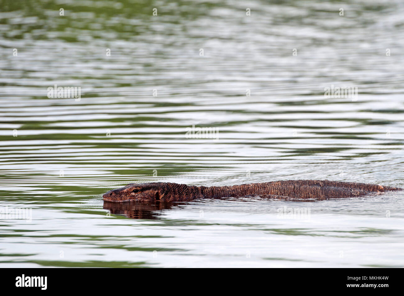 Dumeril's Monitor Lizard (Varanus dumerilii) swimming, Thailand Stock ...