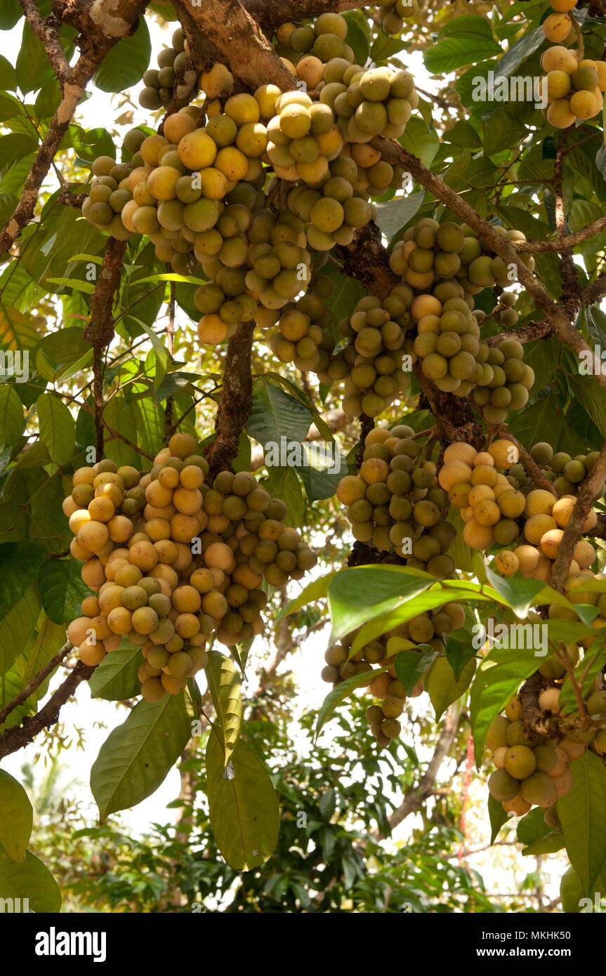Malaysian duku lansium domesticum hi-res stock photography and images ...