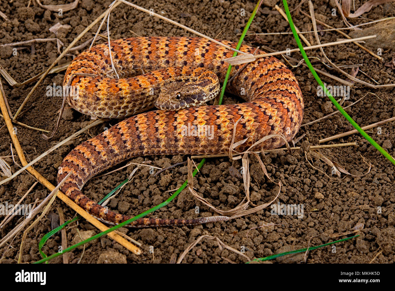 Common death adder australia hi-res stock photography and images - Alamy