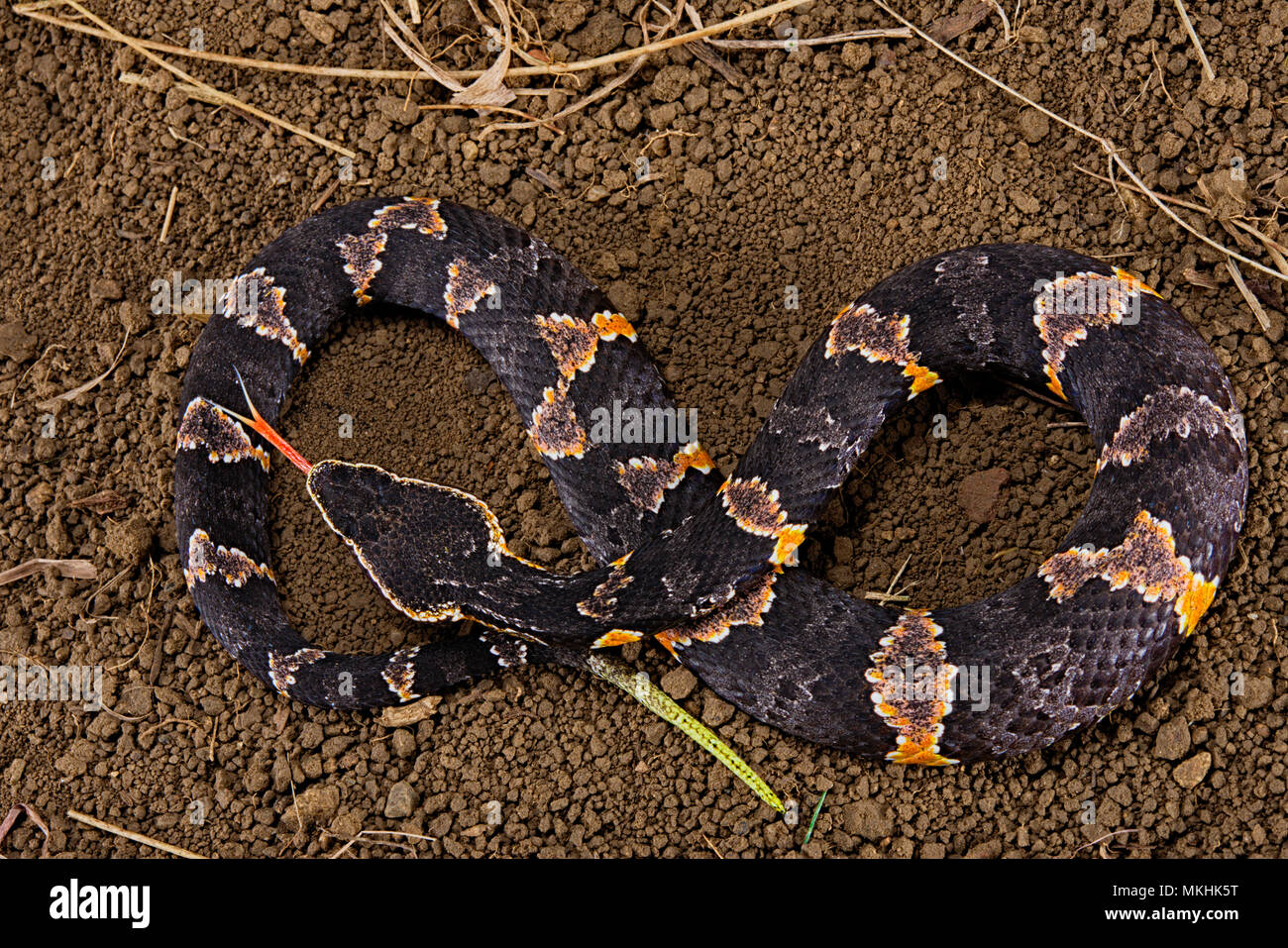Taylor's Cantil (Agkistrodon taylori), Mexico Stock Photo - Alamy