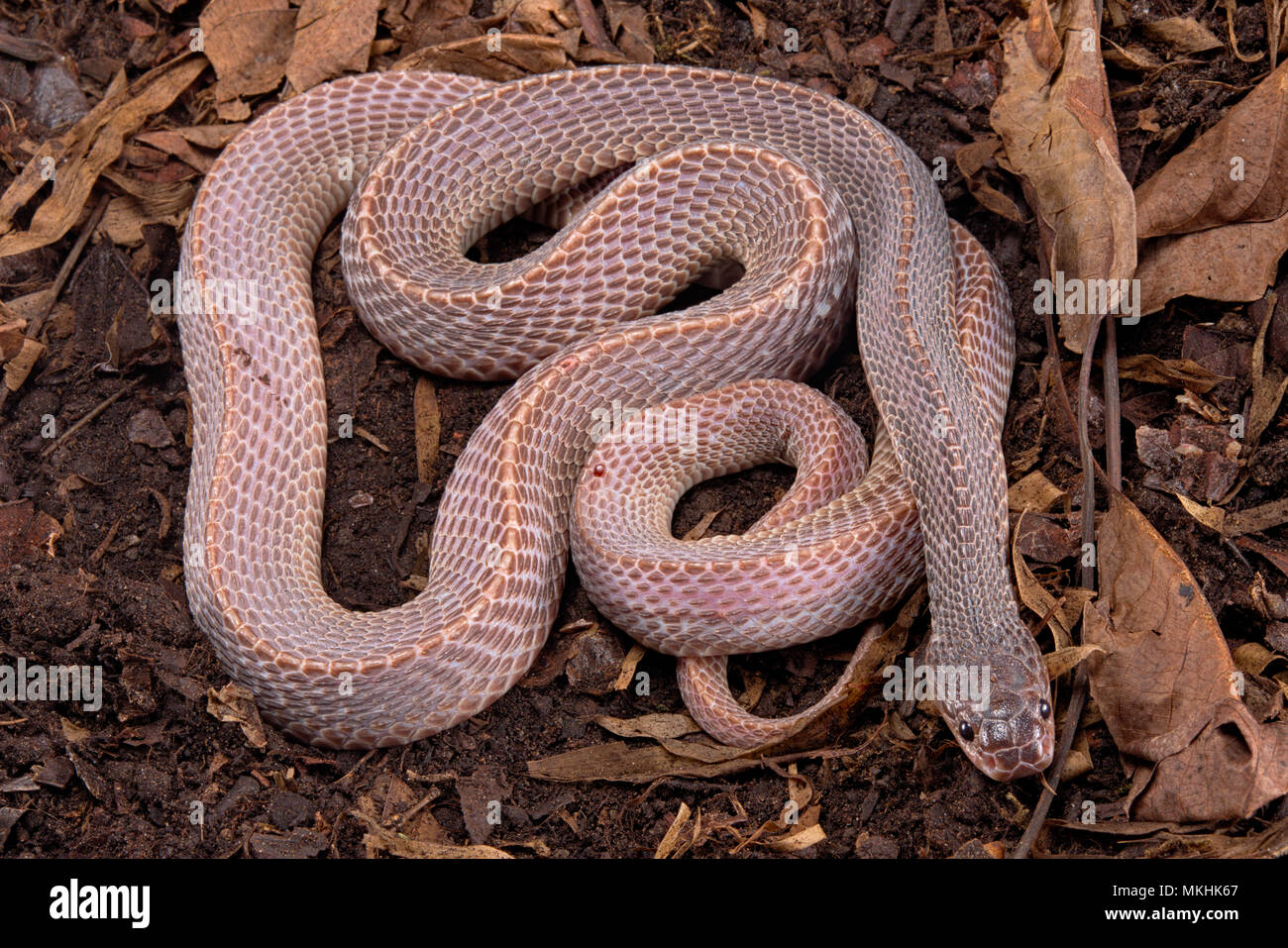 African ground snake (Gonionotophis sp) Burrowing species that feeds on ...