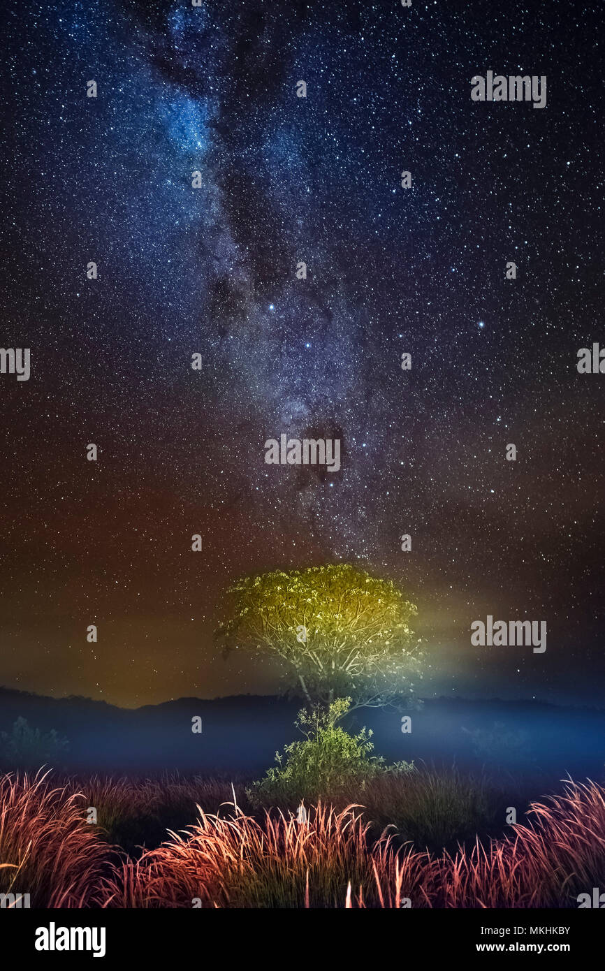 Cerrado tree hi-res stock photography and images - Alamy