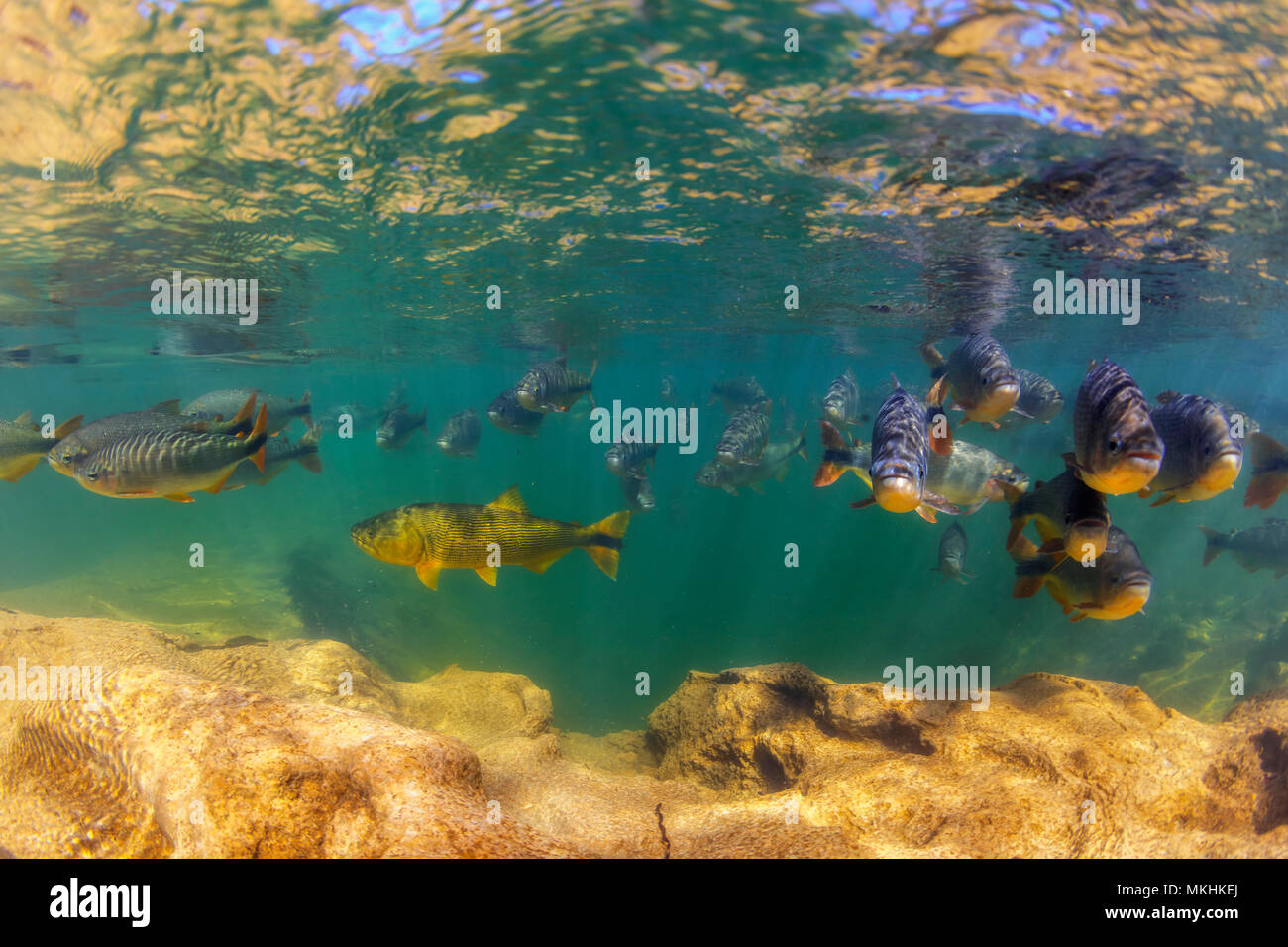 Bonito river hi-res stock photography and images - Alamy