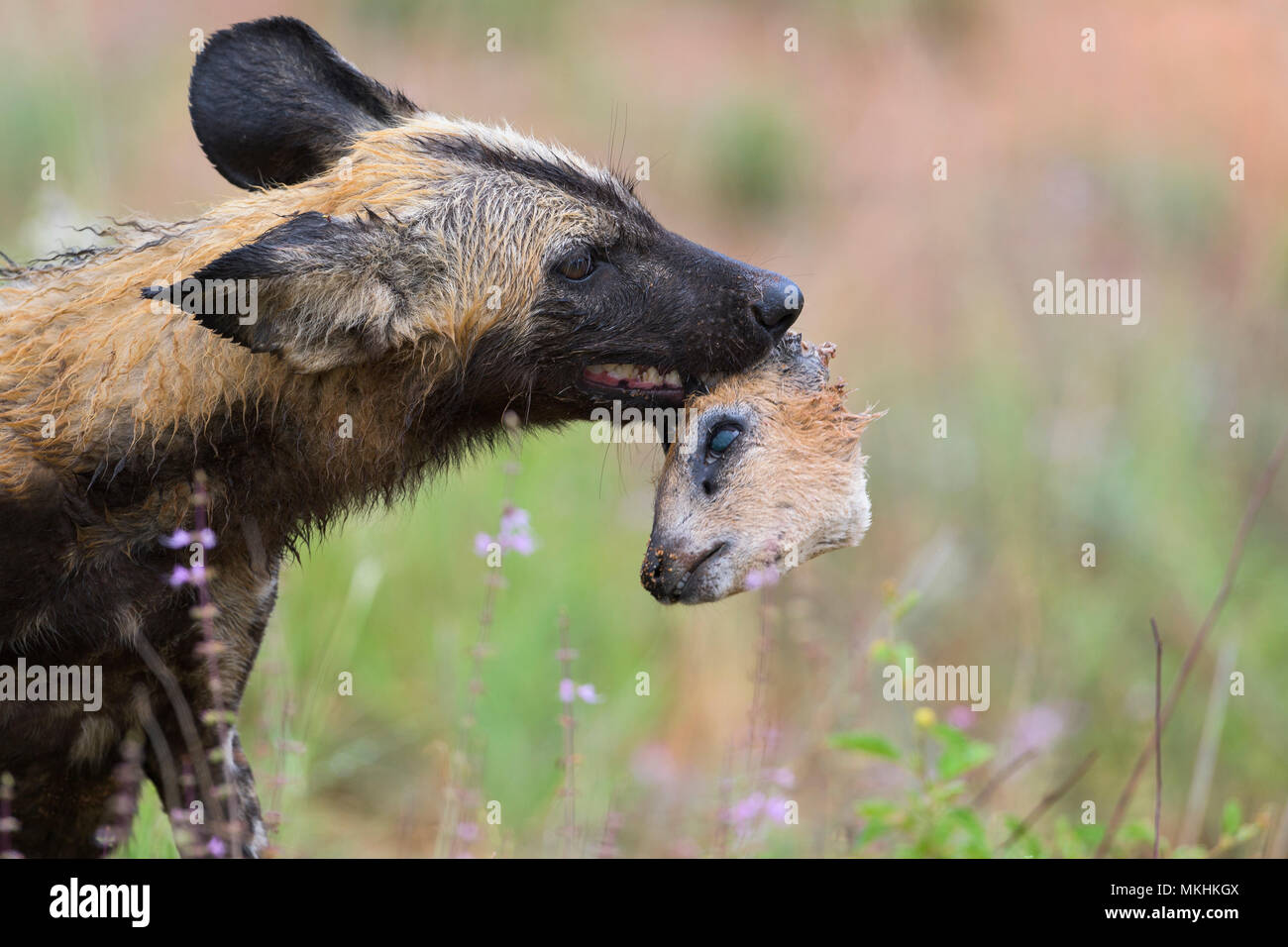 African Wild Dog Prey