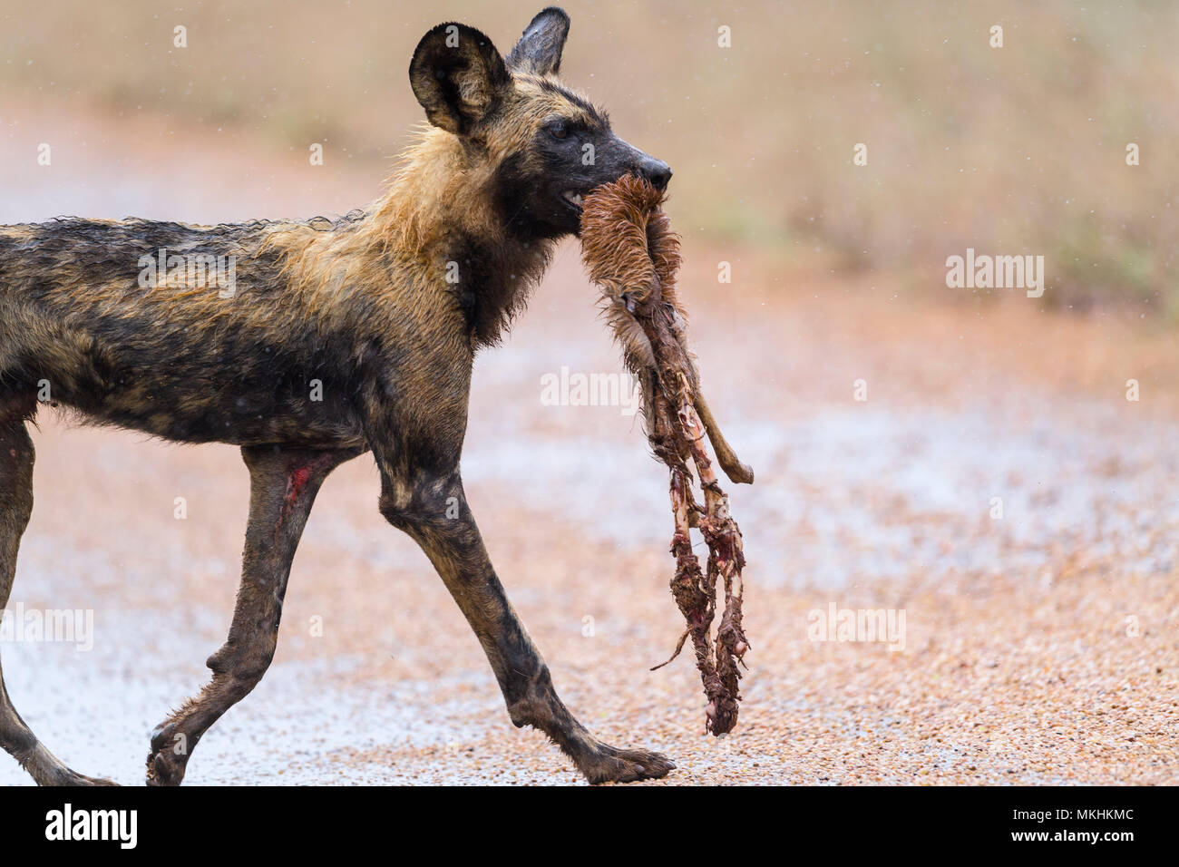 African Wild Dog Prey