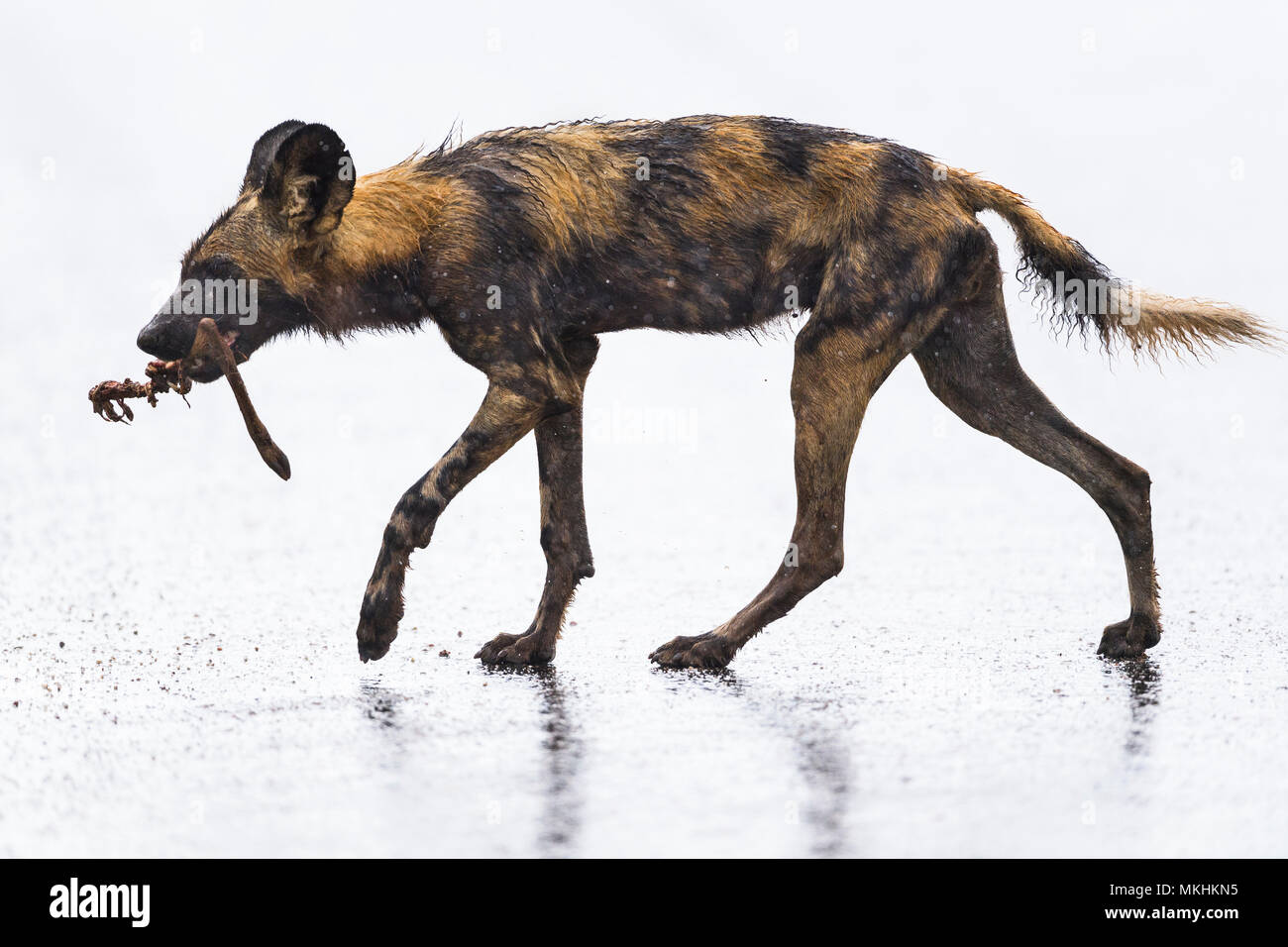 African Wild Dog Prey