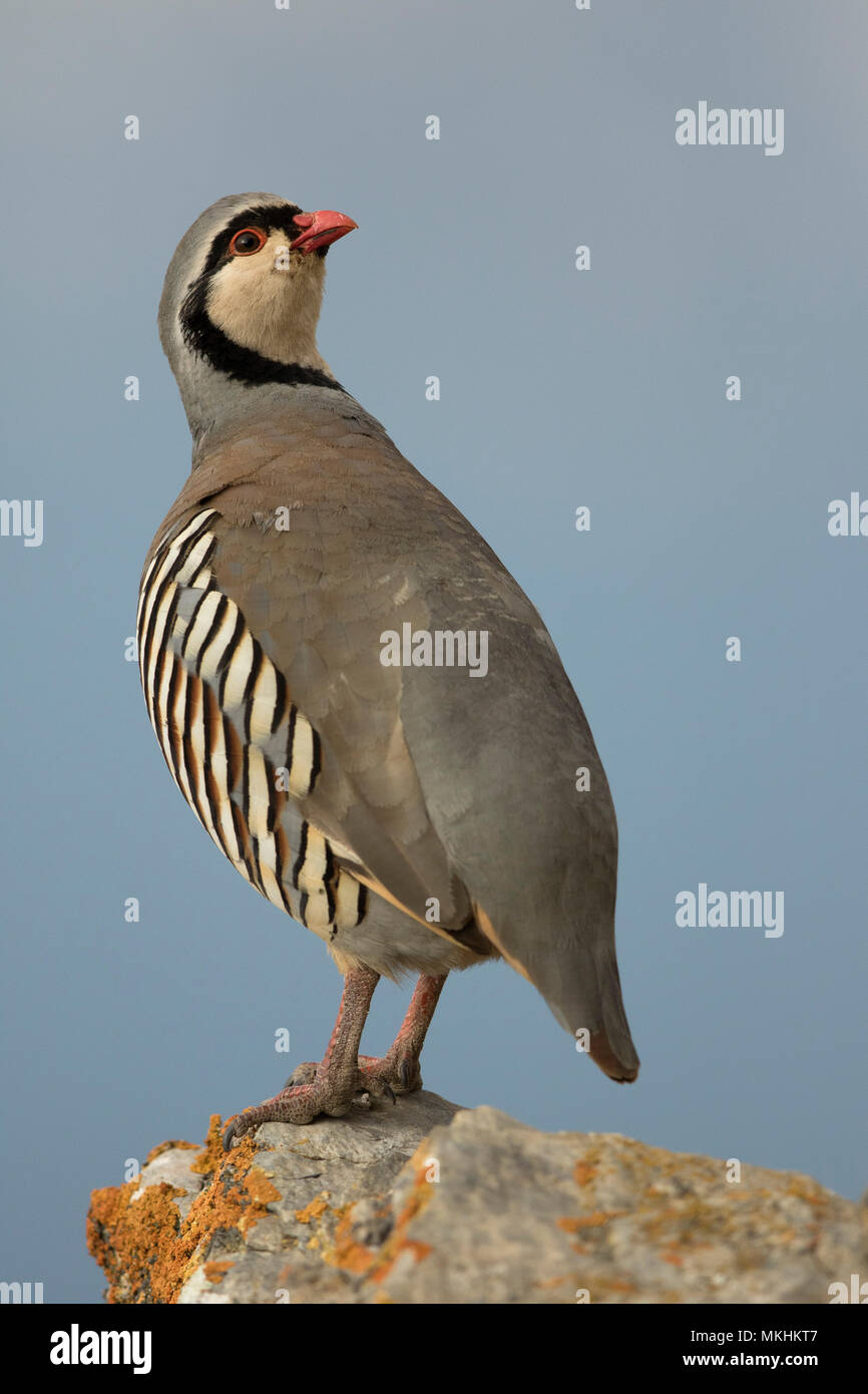 Rock Partridge (Alectoris graeca) on rock, Alps, Switzerland Stock ...