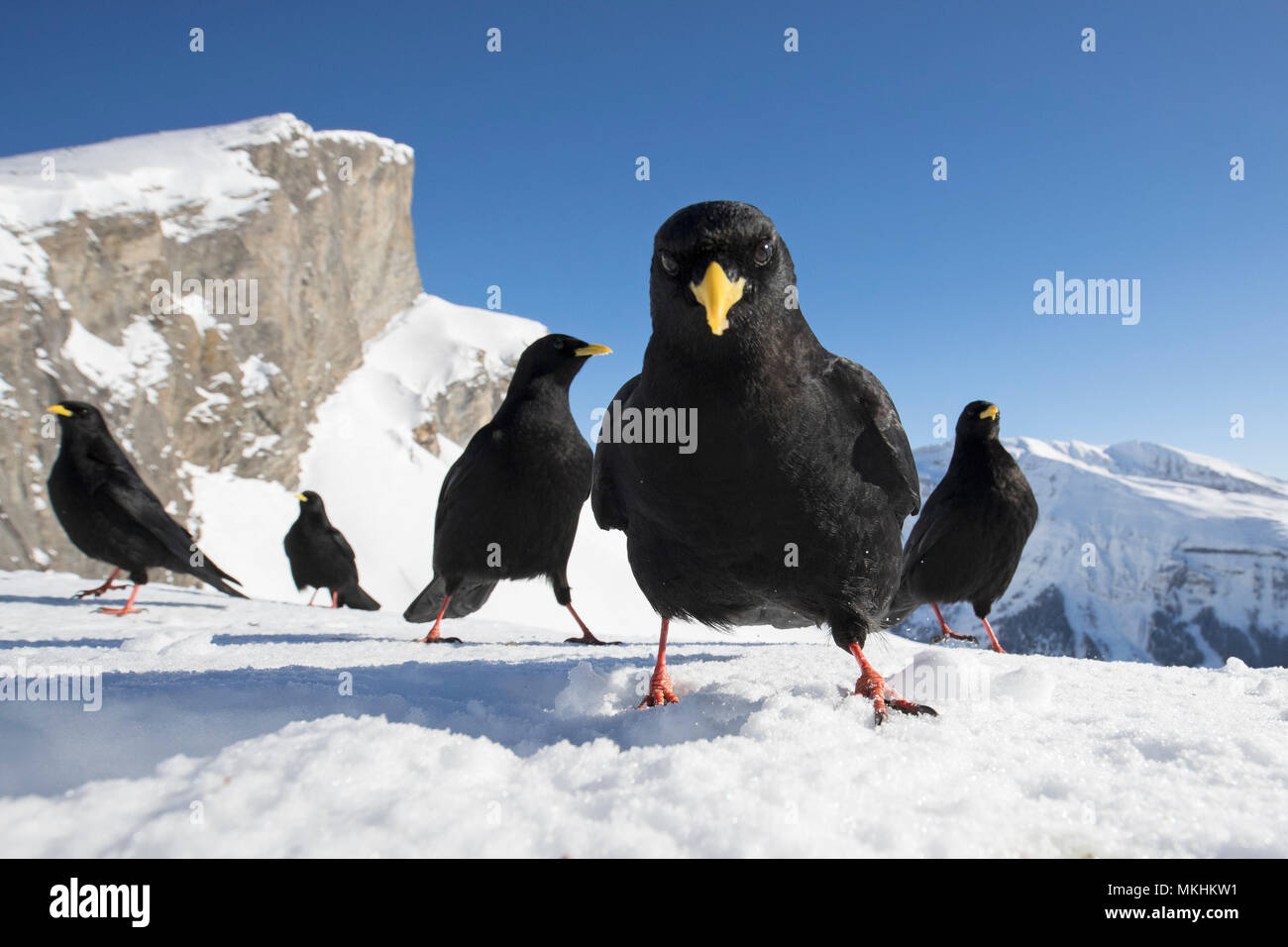 Alpine Chough (Pyrrhocorax graculus) on snow, Alps, Switzerland Stock ...