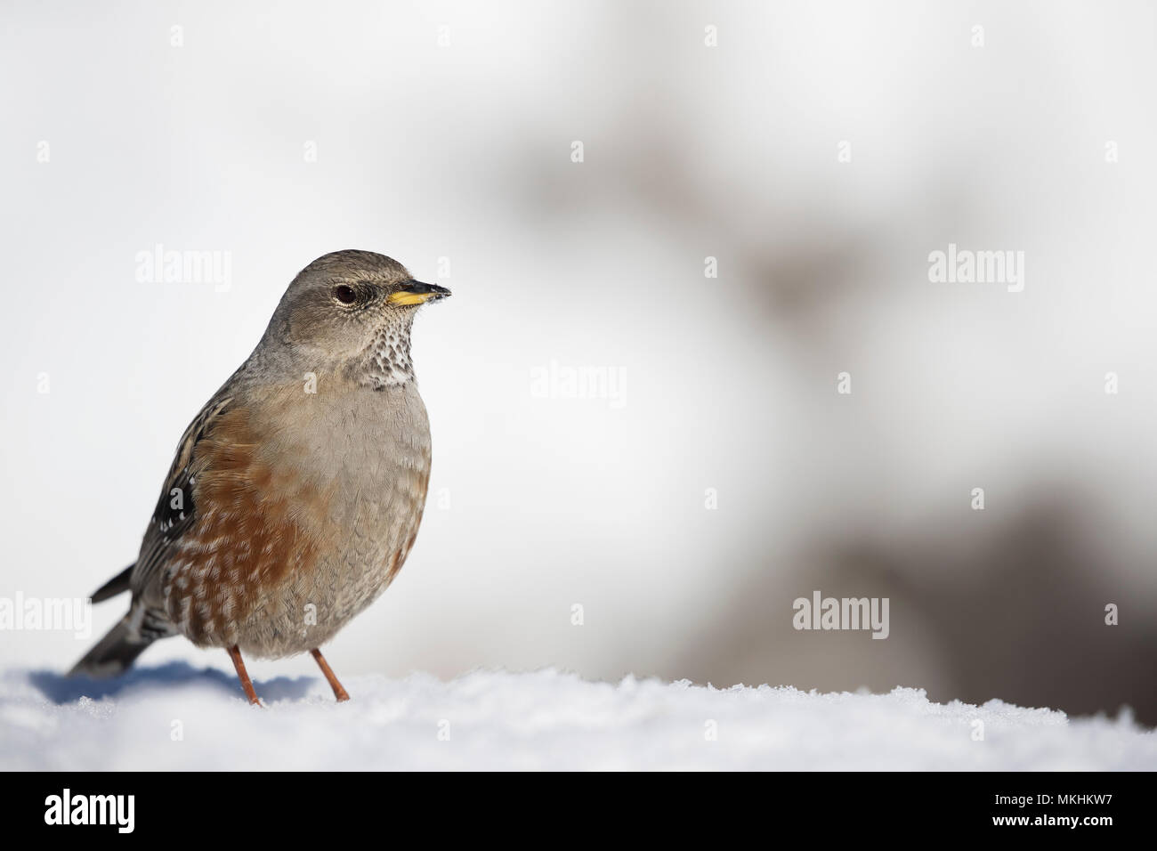 Alpine accentor (Prunella collaris) in the snow, Valais Alps ...