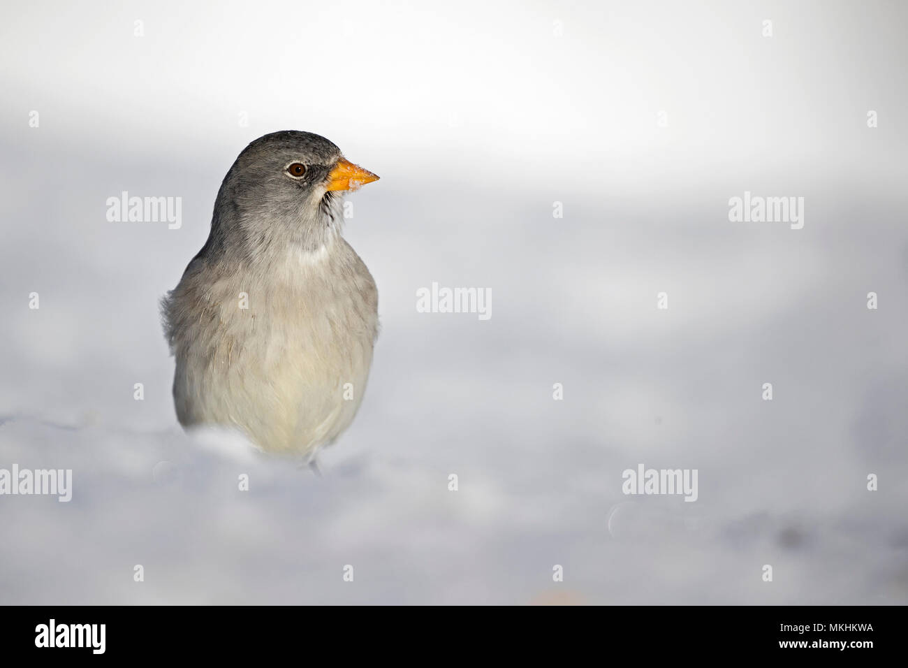 White-winged Snowfinch (Montifringilla nivalis) in snow, Alps ...