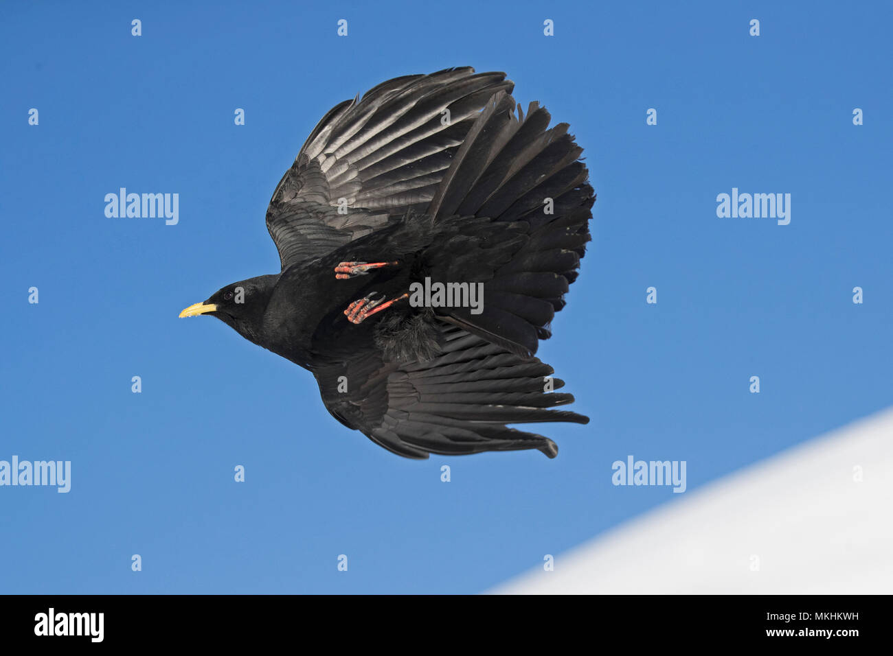 Alpine Chough (Pyrrhocorax graculus) in flight, Alps, Switzerland Stock ...