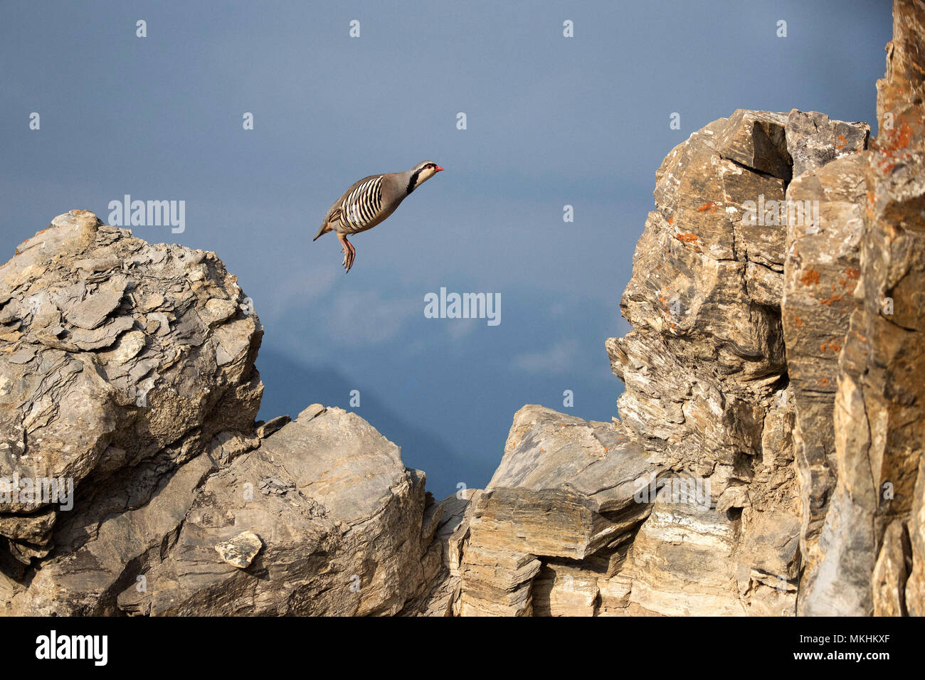 Rock Partridge (Alectoris graeca) jumping on rock, Alps, Switzerland ...