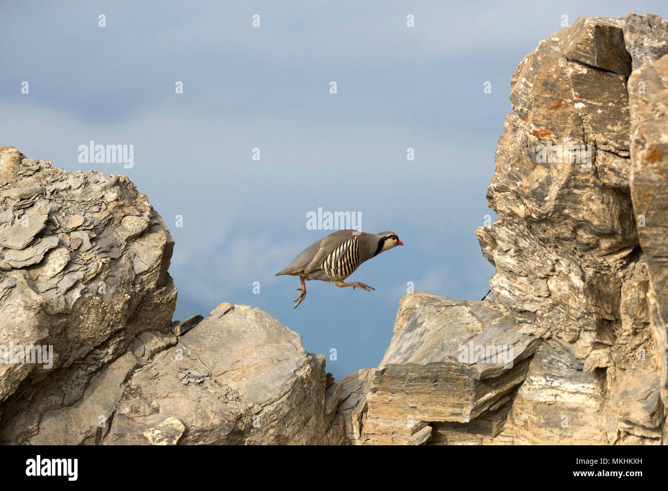 Rock partridge alectoris graeca hi-res stock photography and images - Alamy