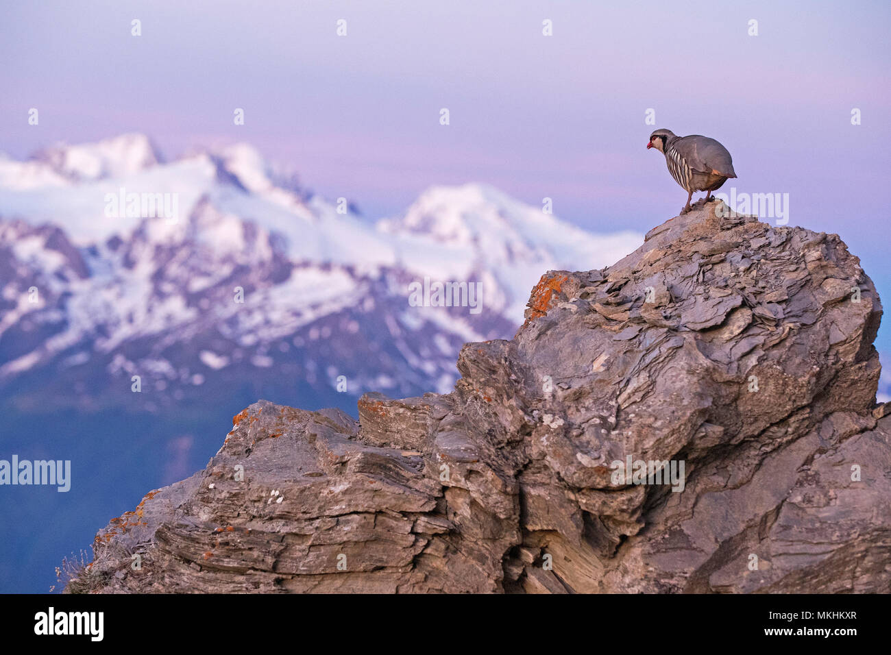 Rock Partridge (Alectoris graeca) on rock, Alps, Switzerland Stock ...