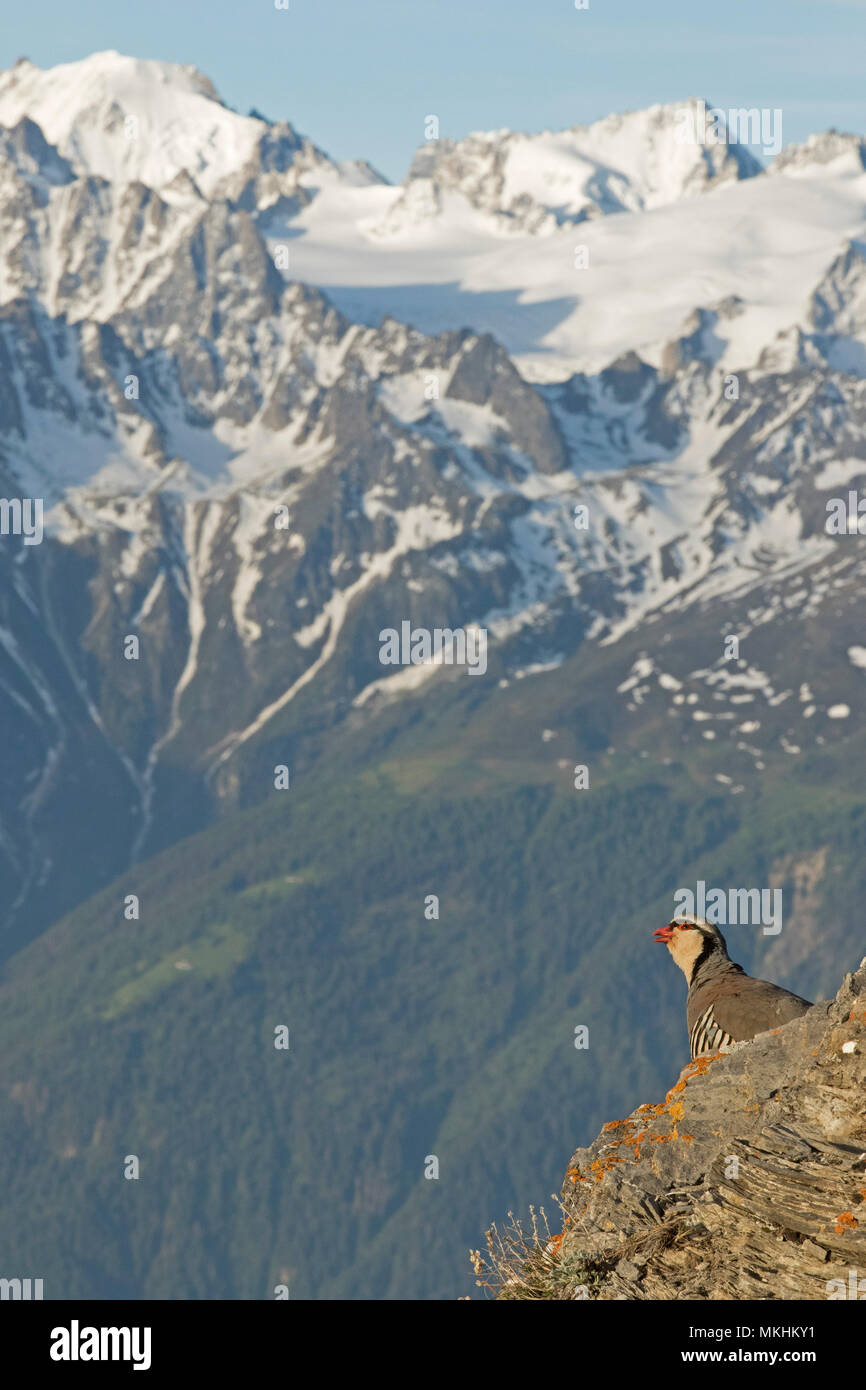 Rock Partridge (Alectoris graeca) on rock, Alps, Switzerland Stock ...