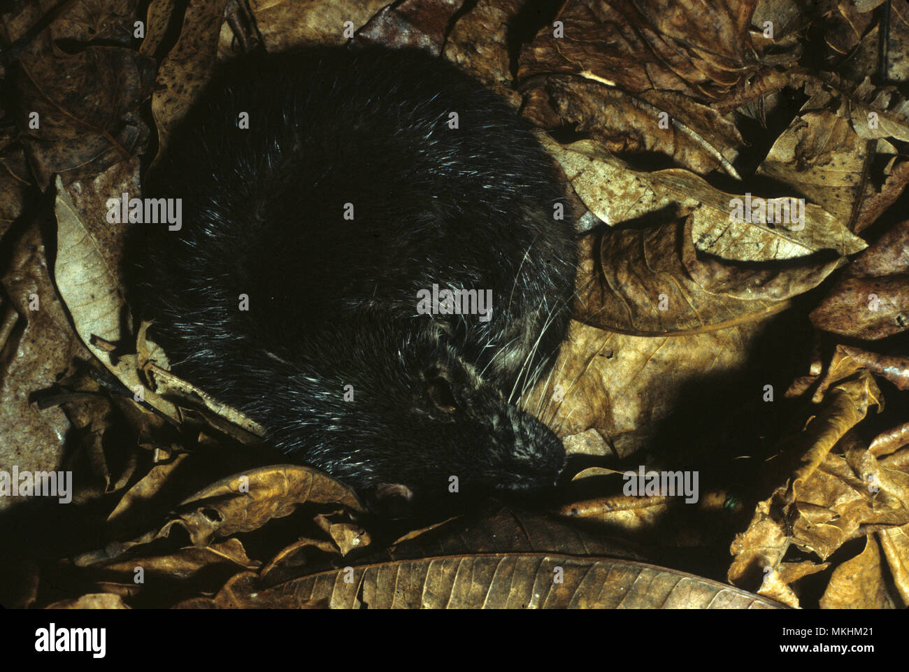 Potamogale hi-res stock photography and images - Alamy