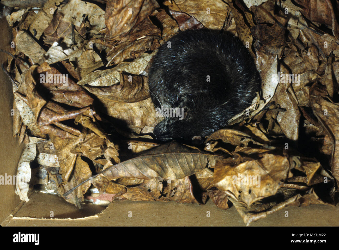 Giant otter shrew (Potamogale velox), Cameroon Stock Photo - Alamy