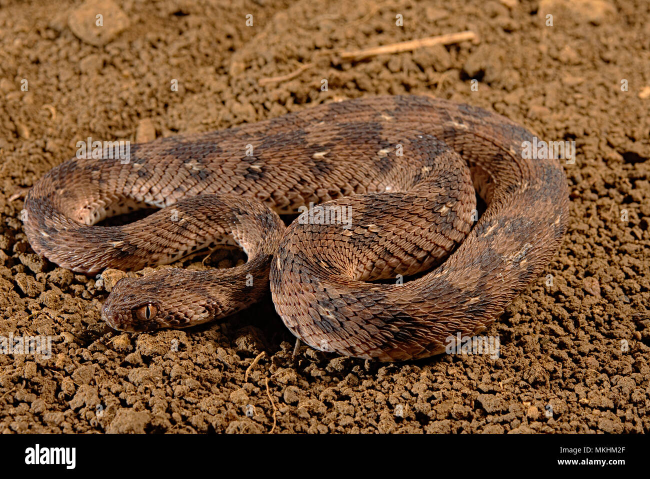 Saw Scaled Viper High Resolution Stock Photography and Images - Alamy
