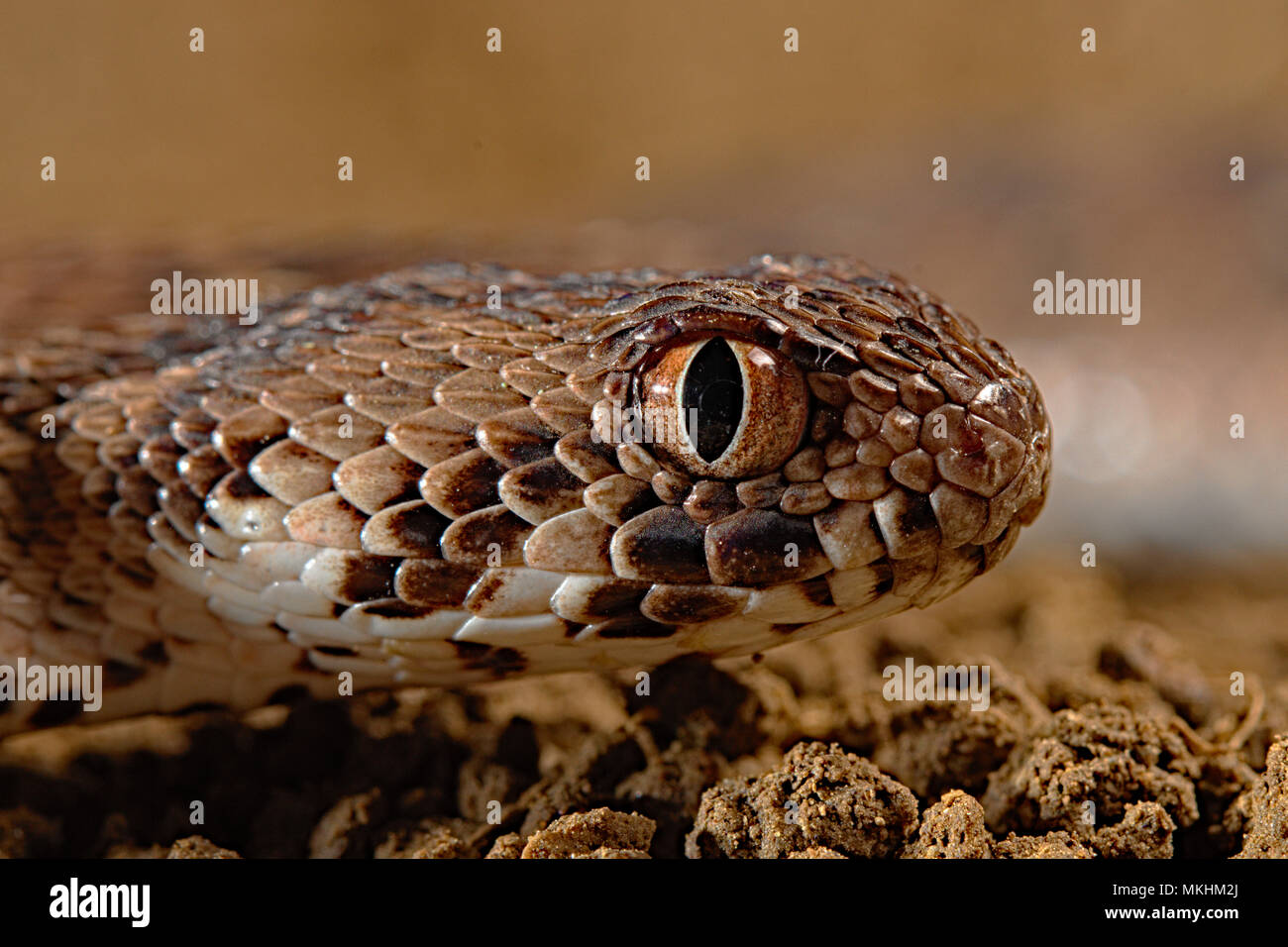 Portrait of Carpet viper (Echis ocellatus), Africa Stock Photo - Alamy